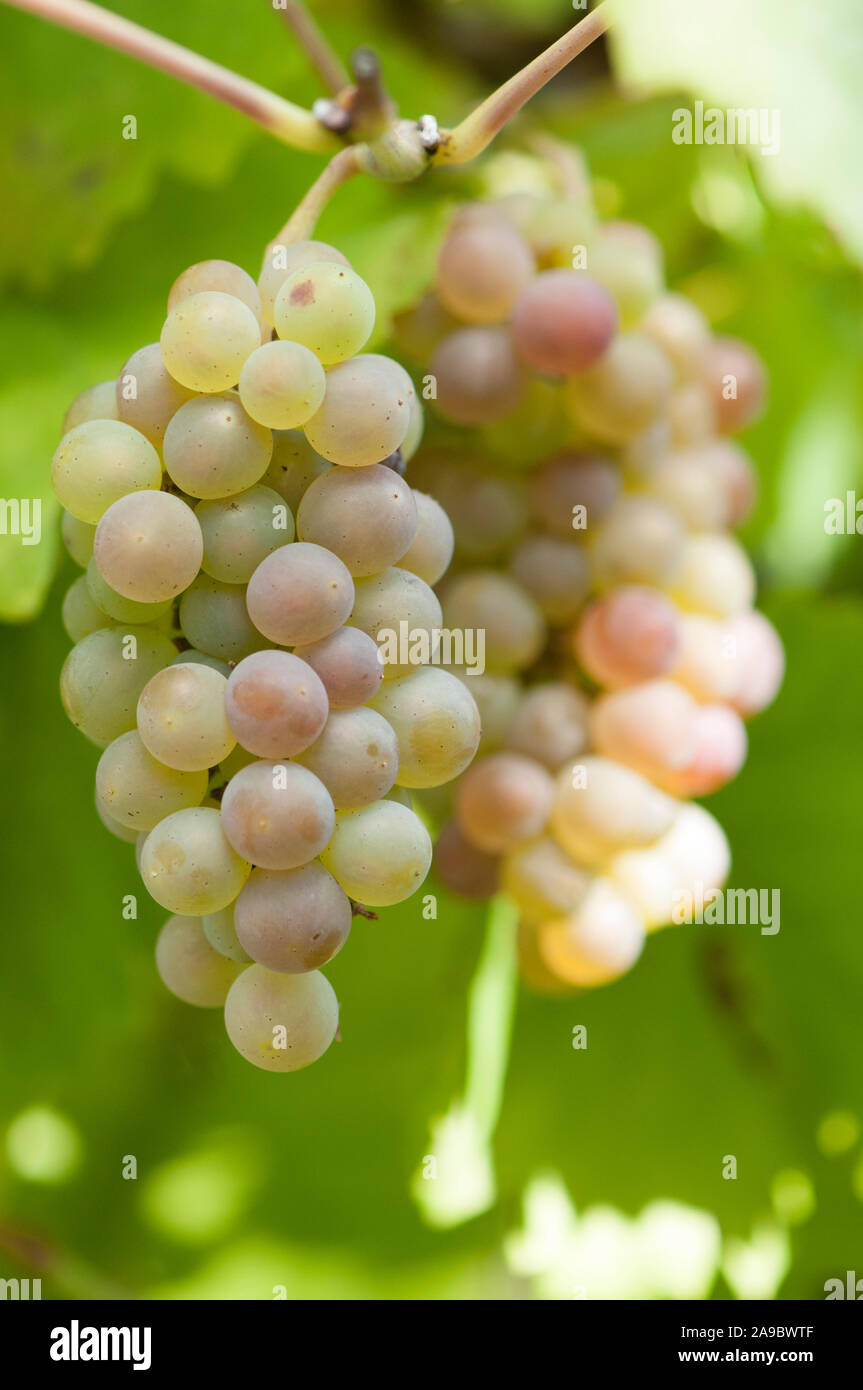 Common grape vine Banque de photographies et d’images à haute ...