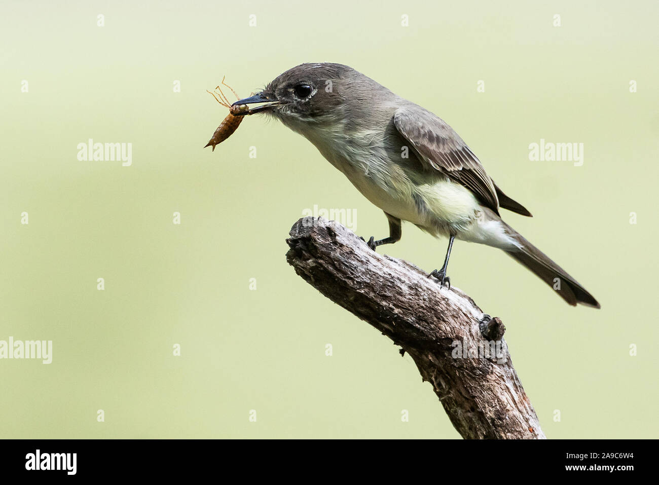 Insect migration Banque de photographies et d’images à haute résolution ...