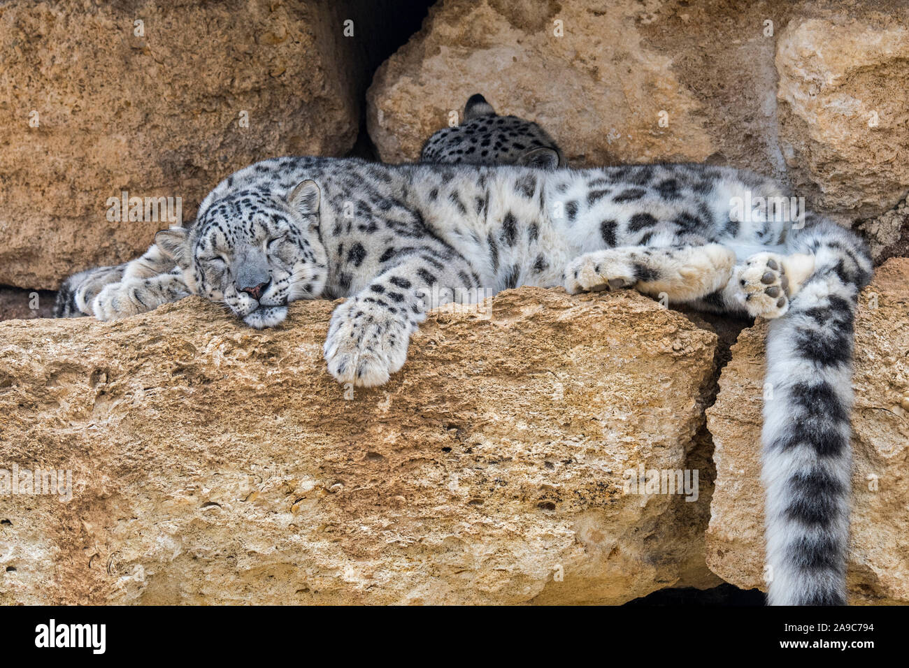 Snow Leopard / l'once (Panthera uncia Uncia uncia) / paire dormir sur ...