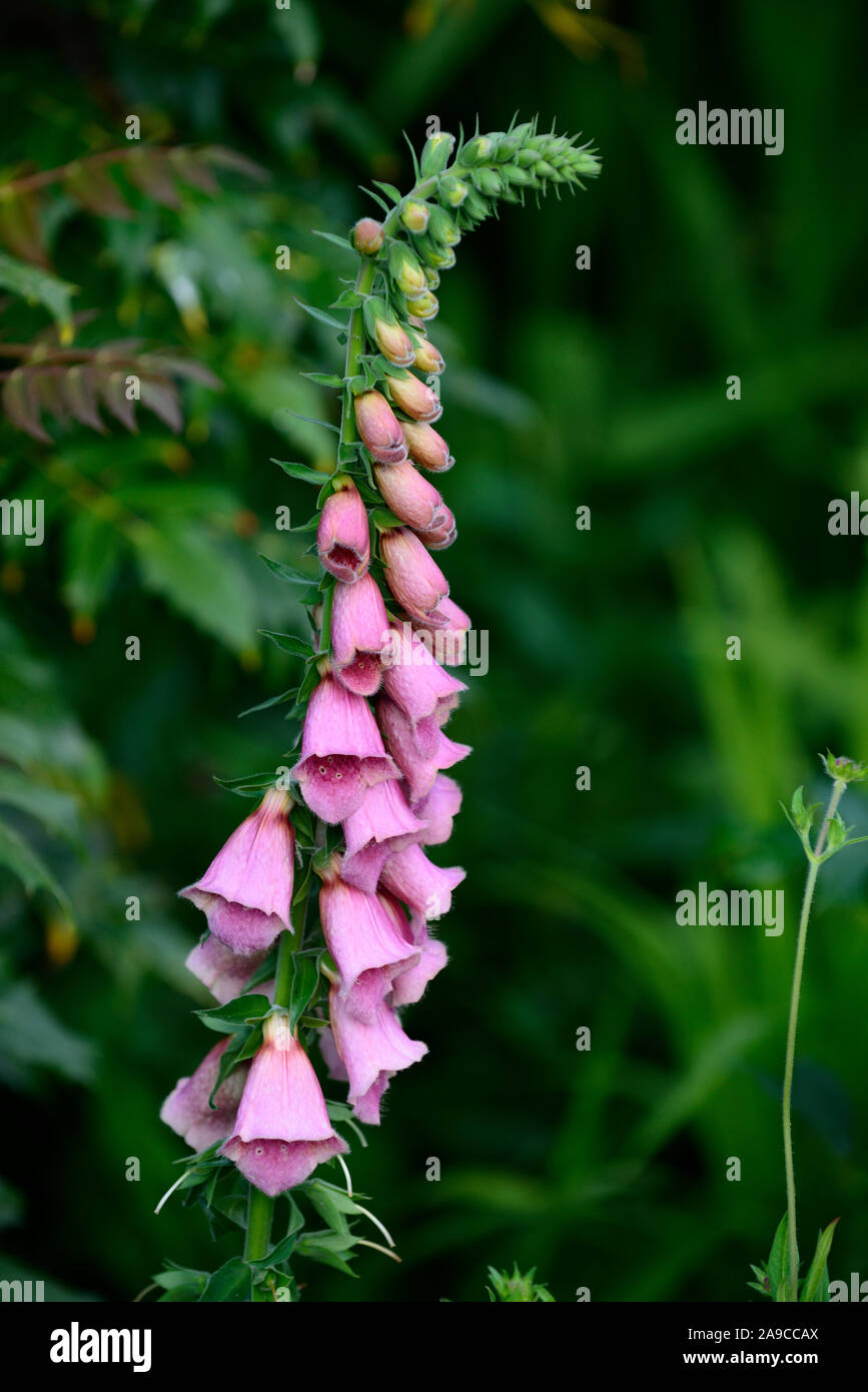Digitalis mertonensis Digitalis mertonensis,×,strawberry foxglove ...