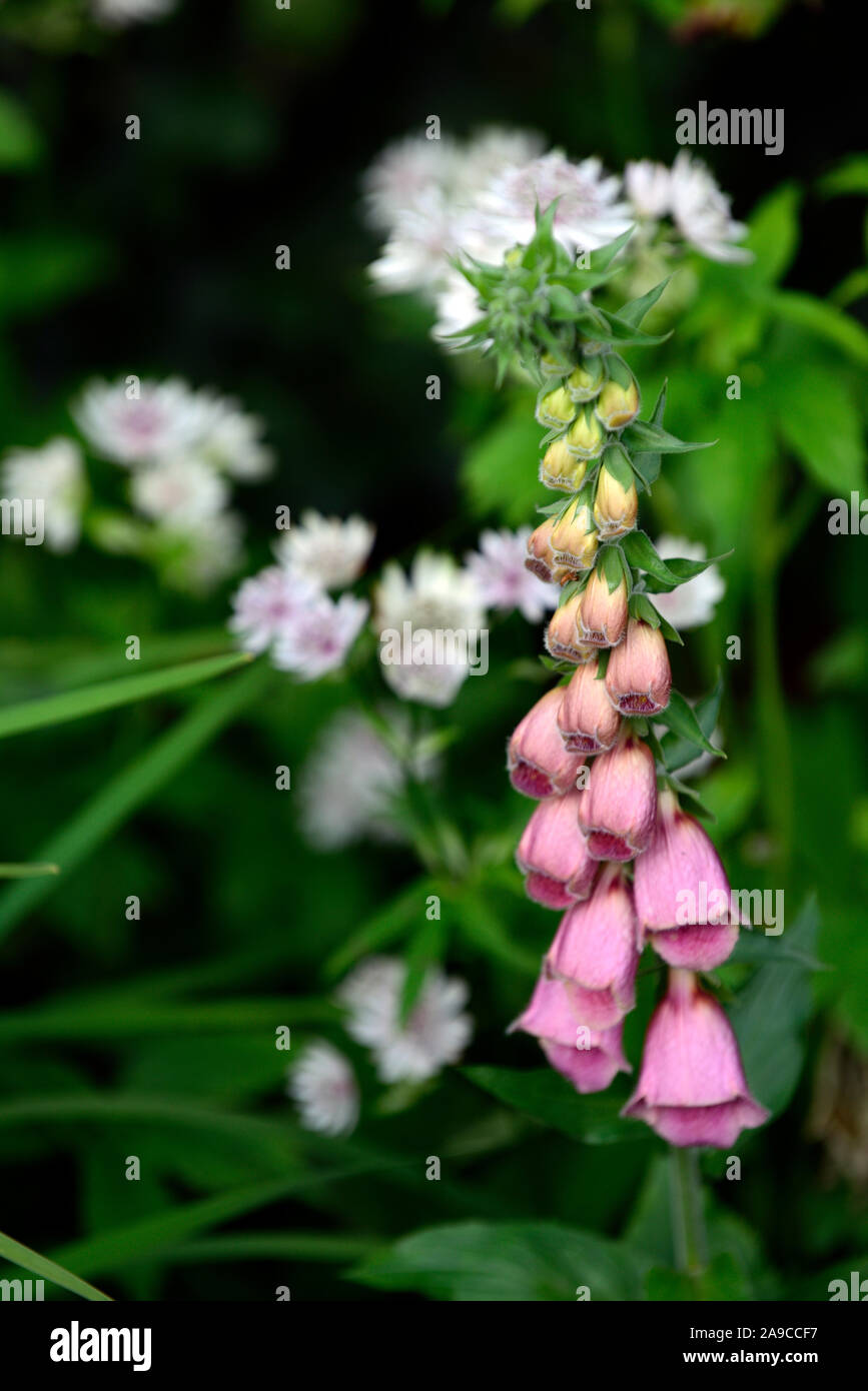 Digitalis mertonensis Digitalis mertonensis,×,strawberry foxglove ...