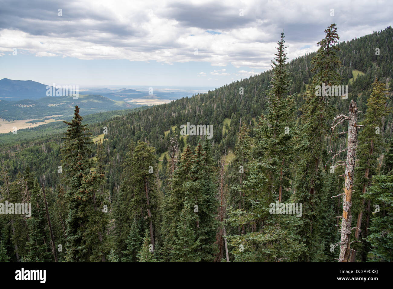 Trembles et pins Banque de photographies et d’images à haute résolution ...