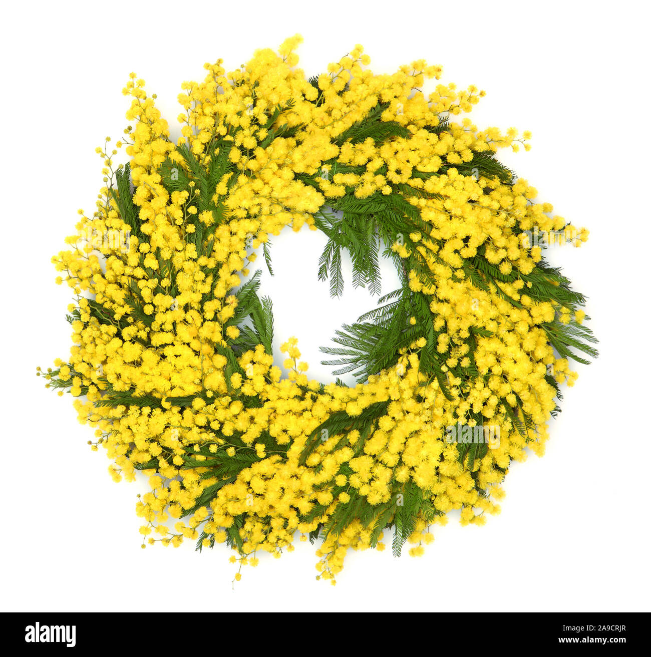 Mimosas en fleur Banque de photographies et d’images à haute résolution - Alamy