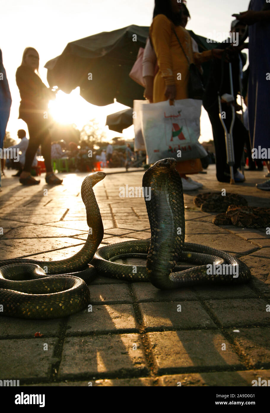 Snake charmer cobra marrakech morocco Banque de photographies et d ...