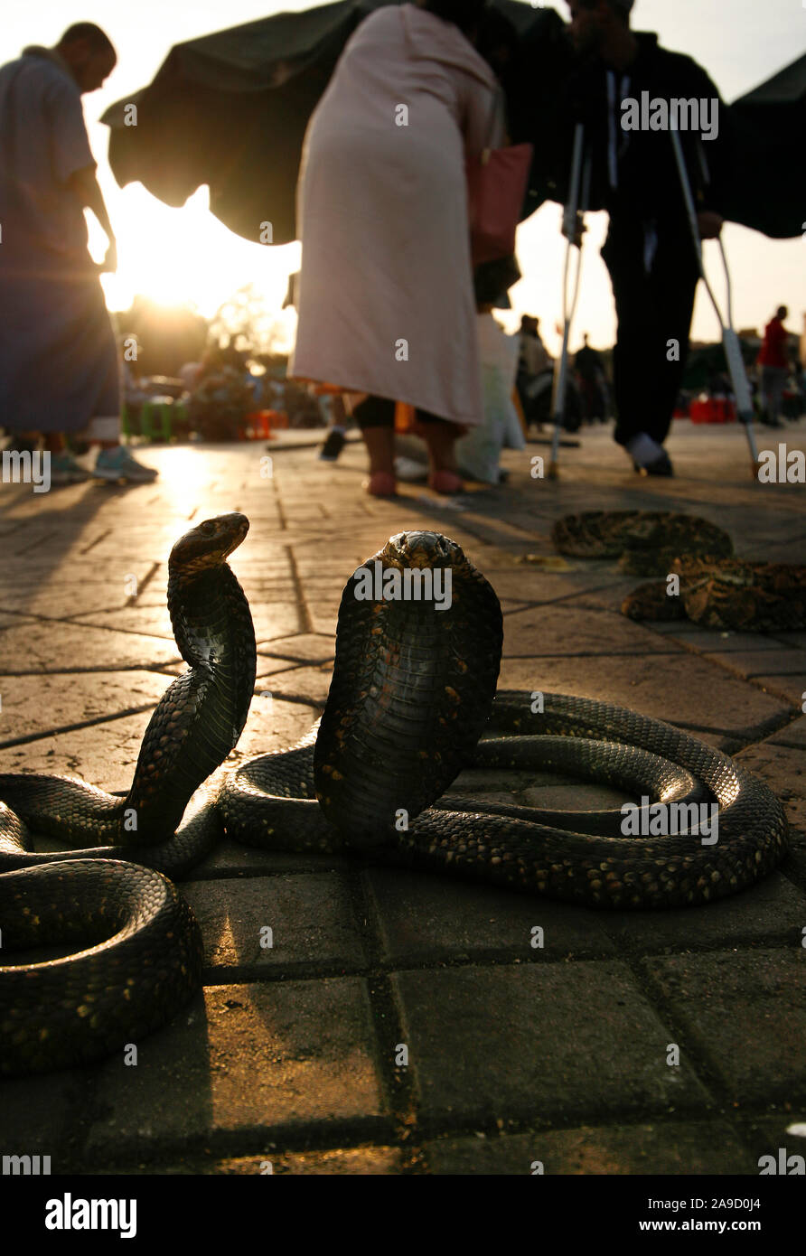 Charmeur de serpents de marrakech Banque de photographies et d’images à ...