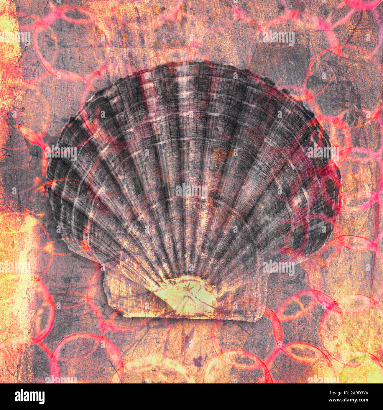 Seashell art Banque de photographies et d’images à haute résolution - Alamy