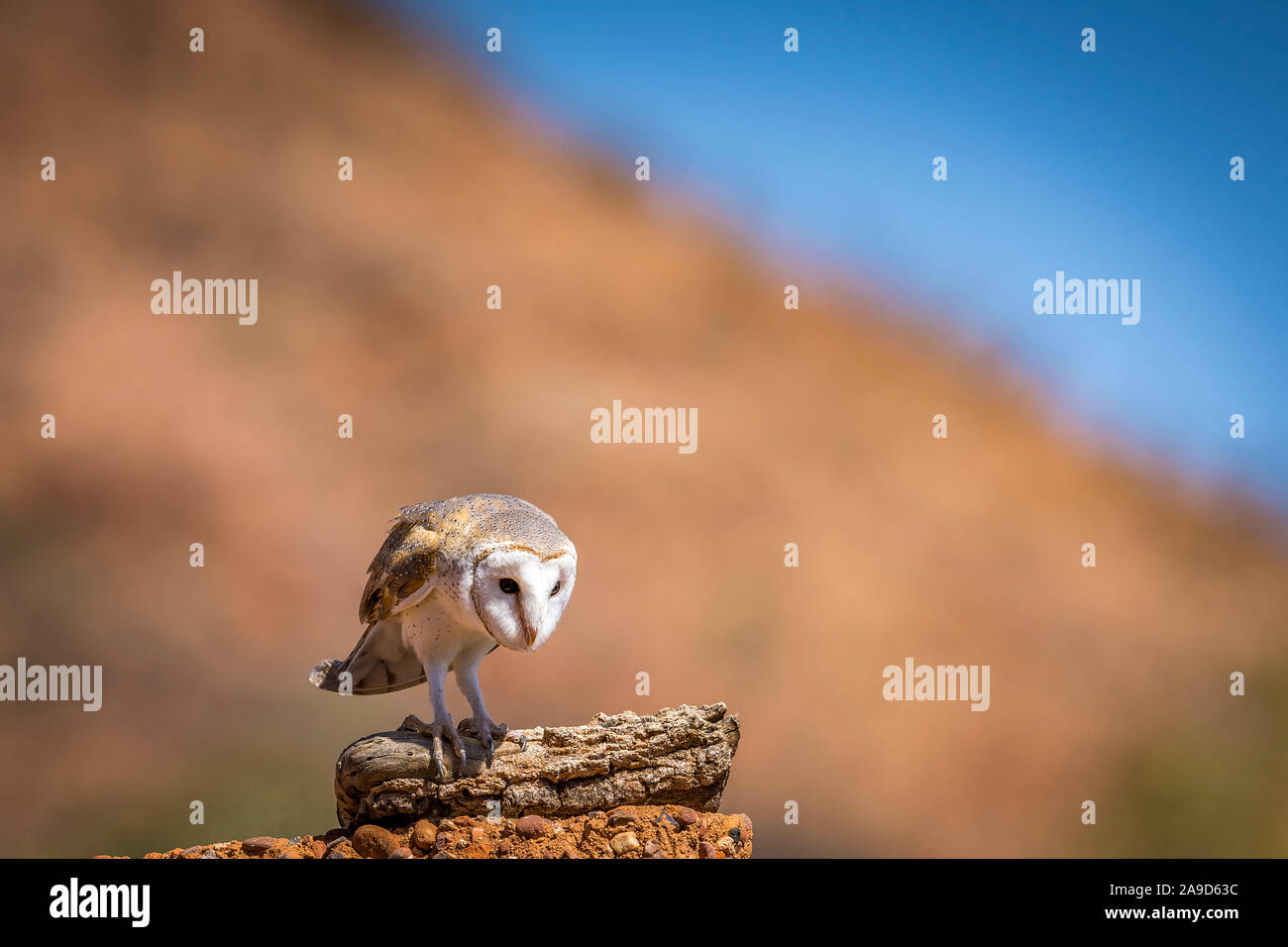 Un hibou masqué perché sur un log prêt à décoller à Alice Springs ...
