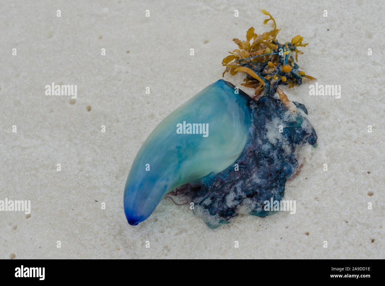Portuguese man o' war méduse échouée sur la plage de l'océan de la côte ...