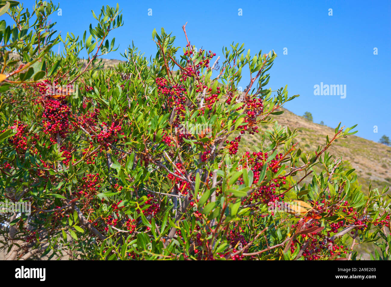 Méditerranée multi arbuste à fruits rouges Photo Stock - Alamy