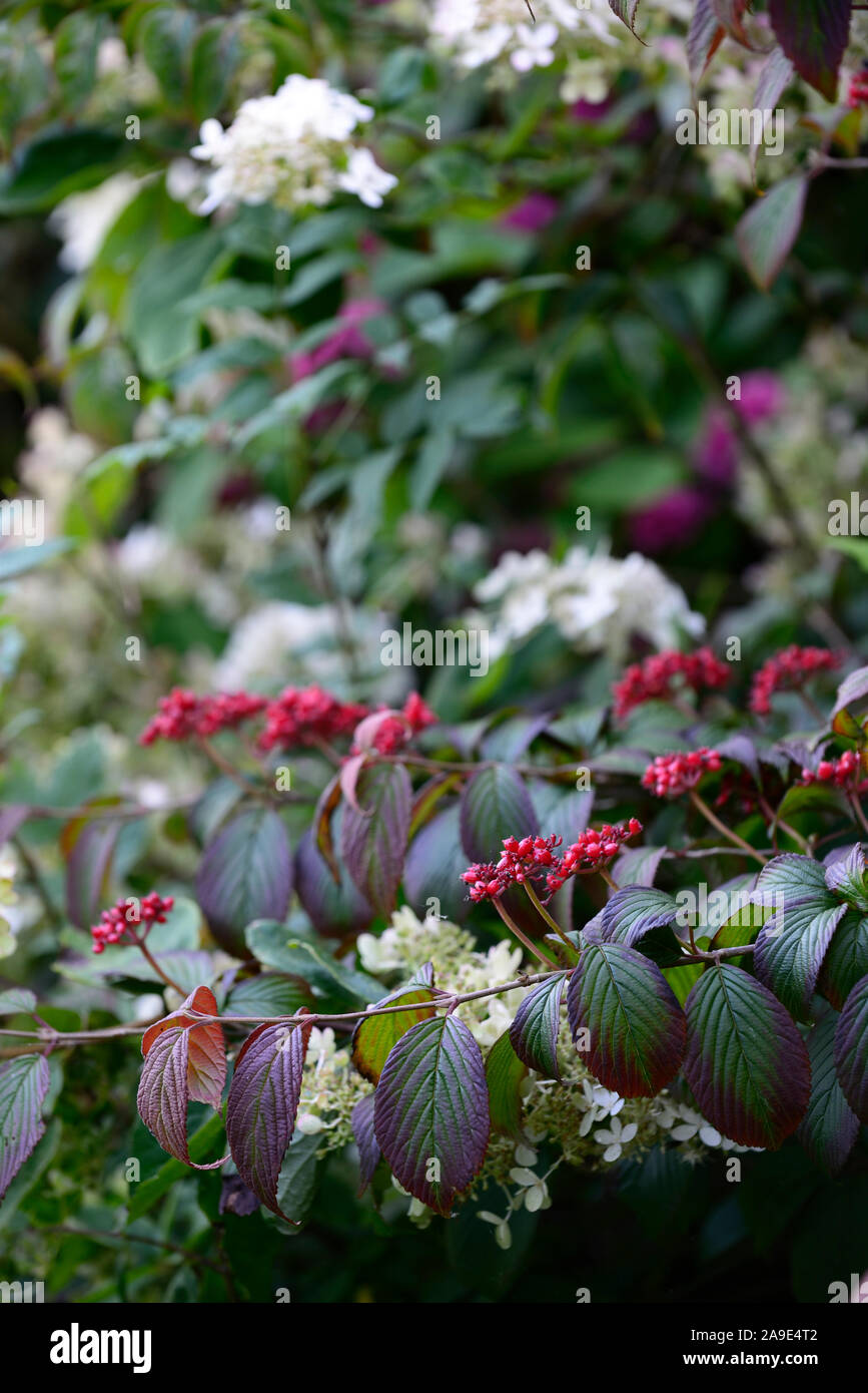 Viburnum plicatum berries Banque de photographies et d’images à haute ...