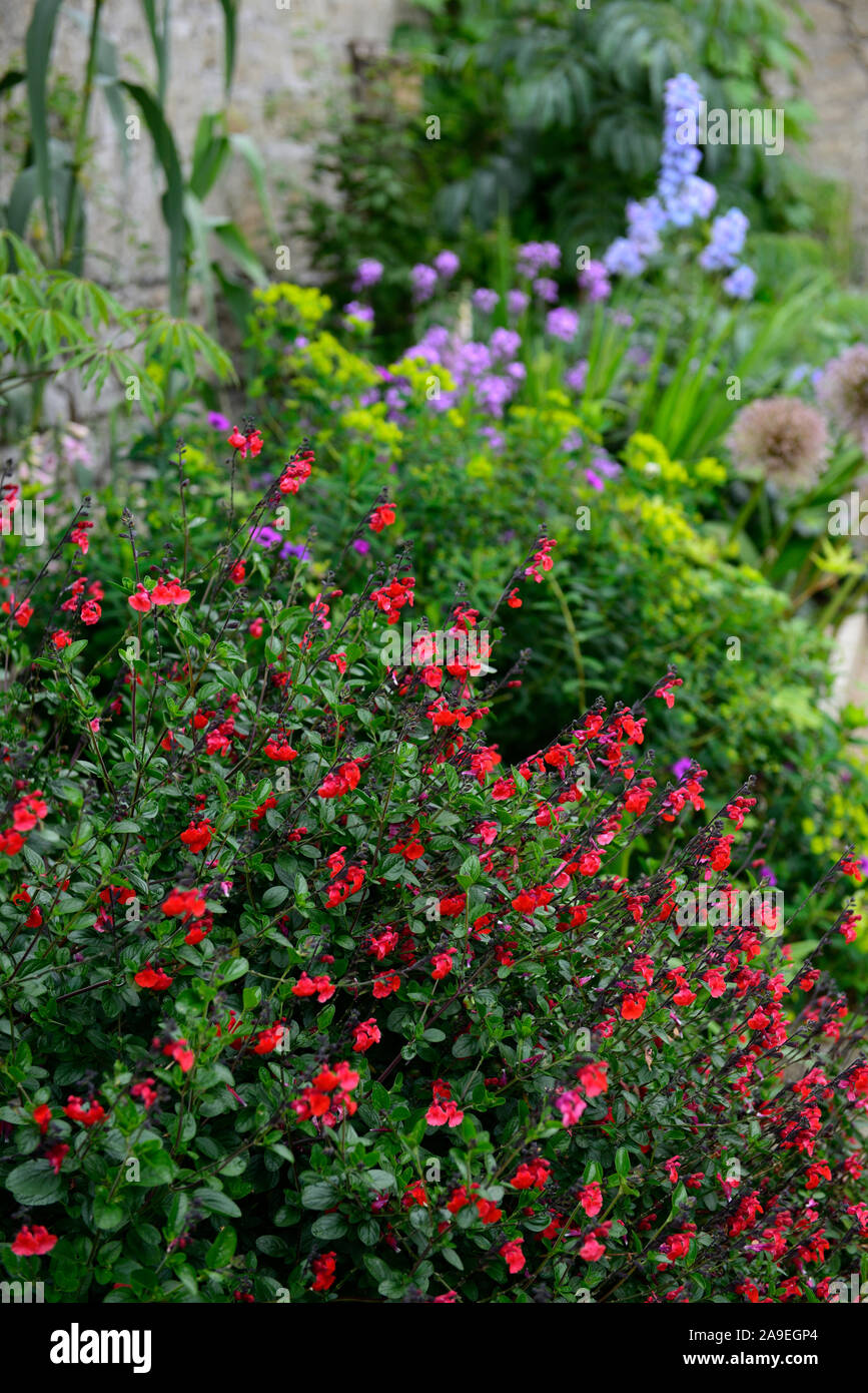 Salvia greggii royal bumble Banque de photographies et d’images à haute ...