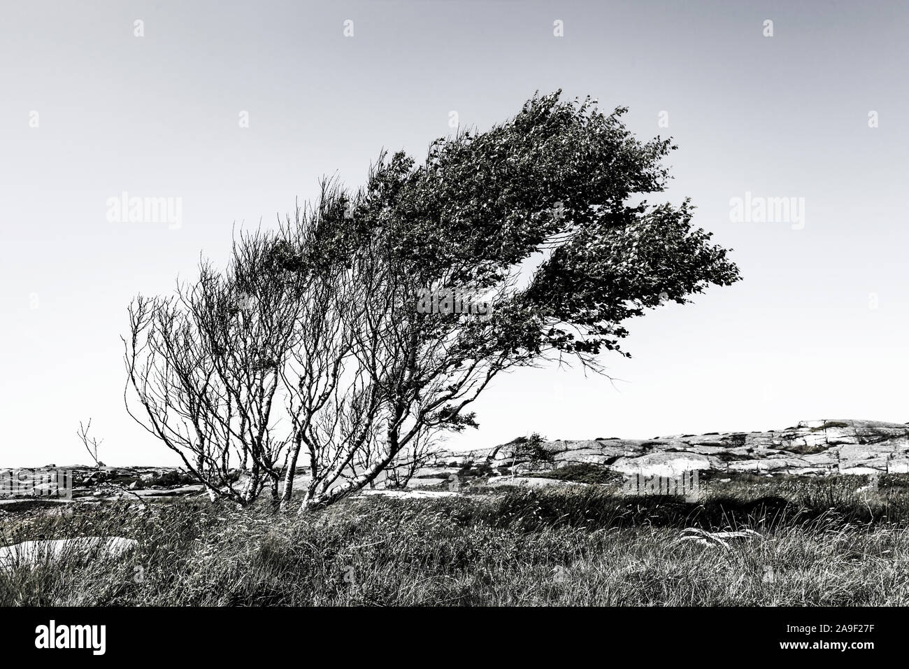 Arbre dans le vent Banque de photographies et d’images à haute ...