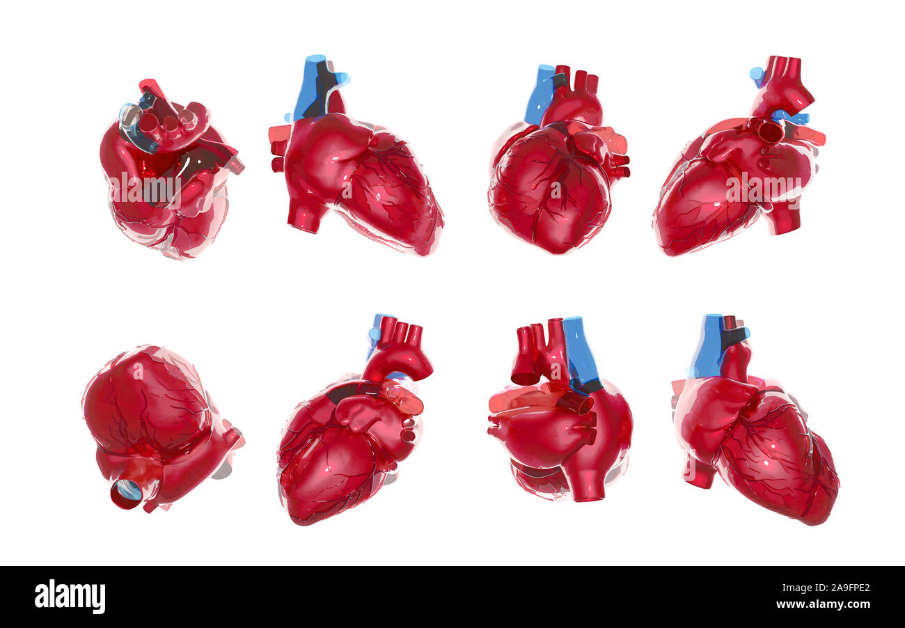 Anatomie du coeur humain Banque de photographies et d’images à haute ...