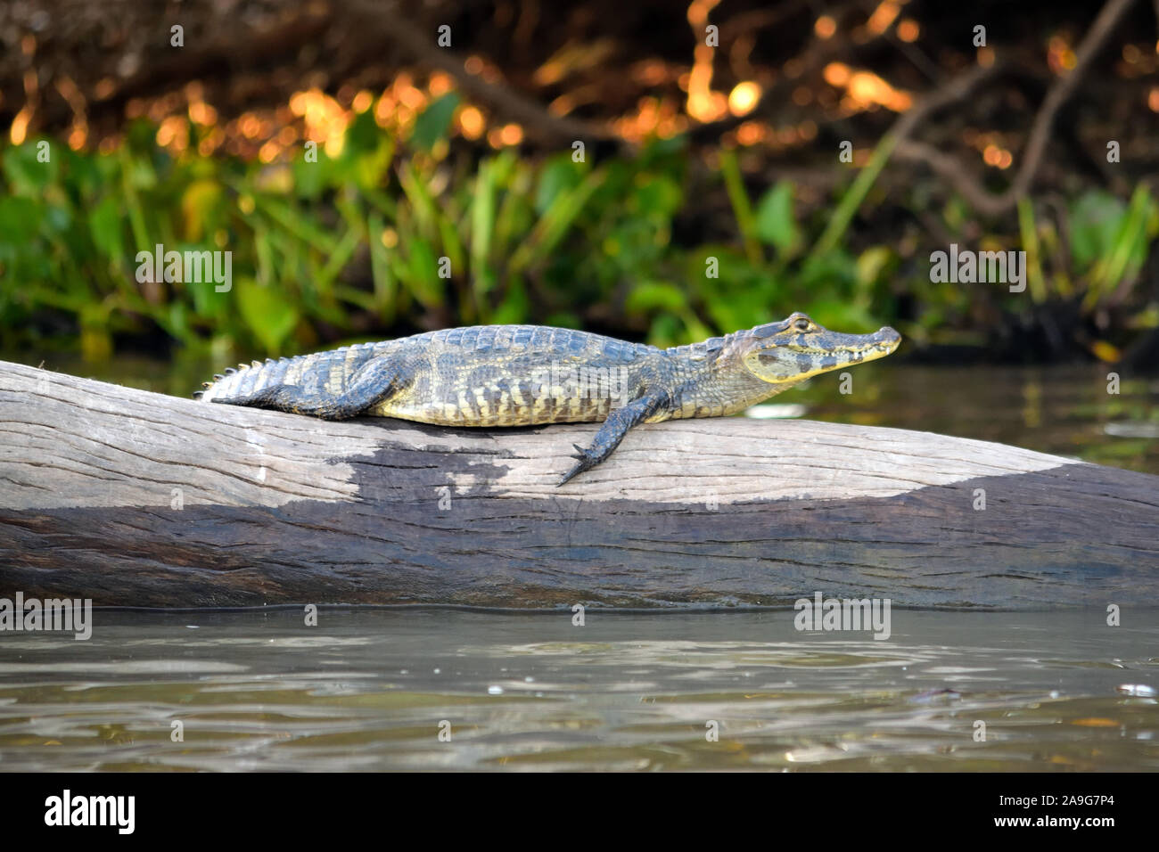Jacare caiman Banque de photographies et d’images à haute résolution ...