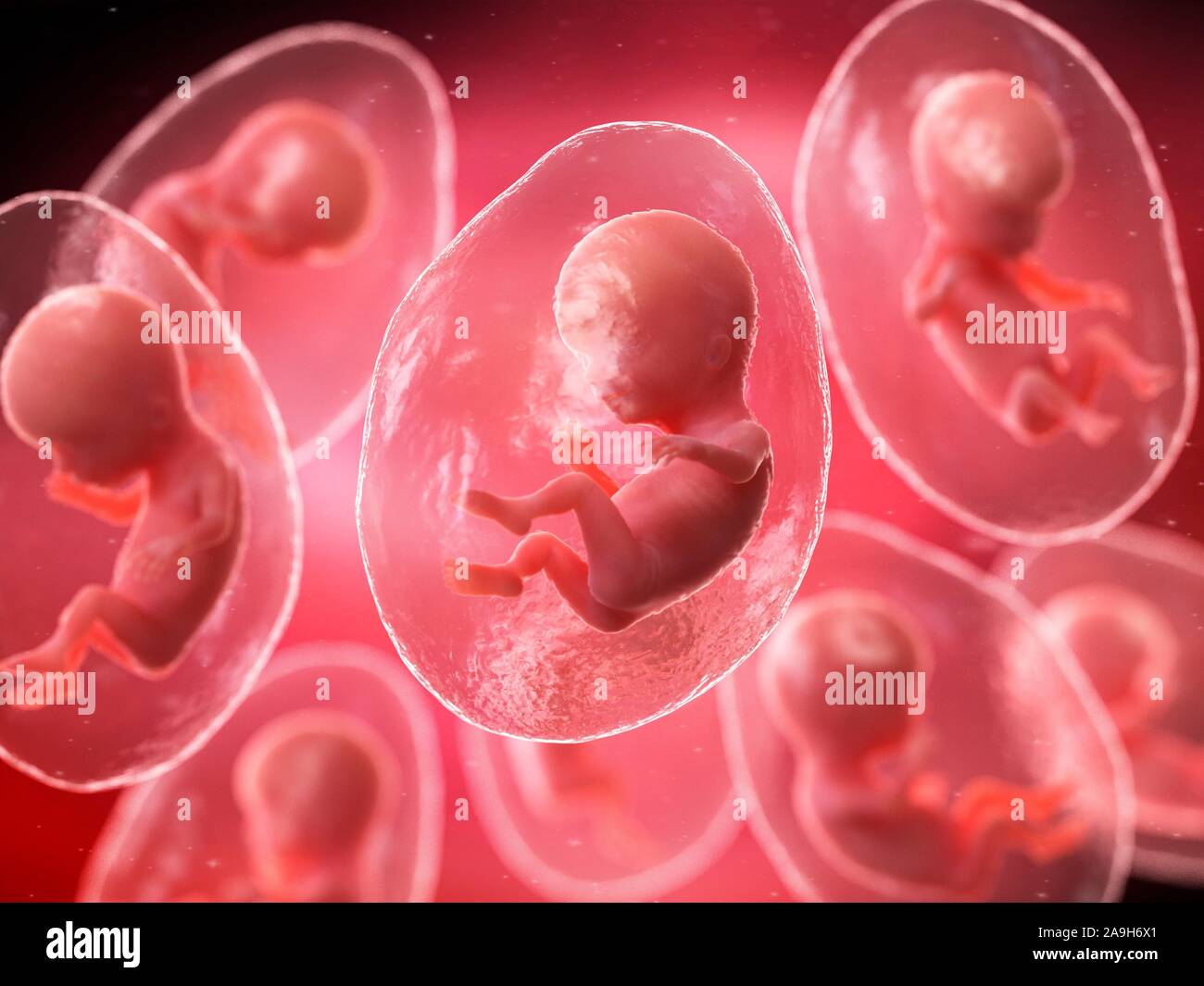 Placenta humain placenta humain Banque de photographies et d’images à ...