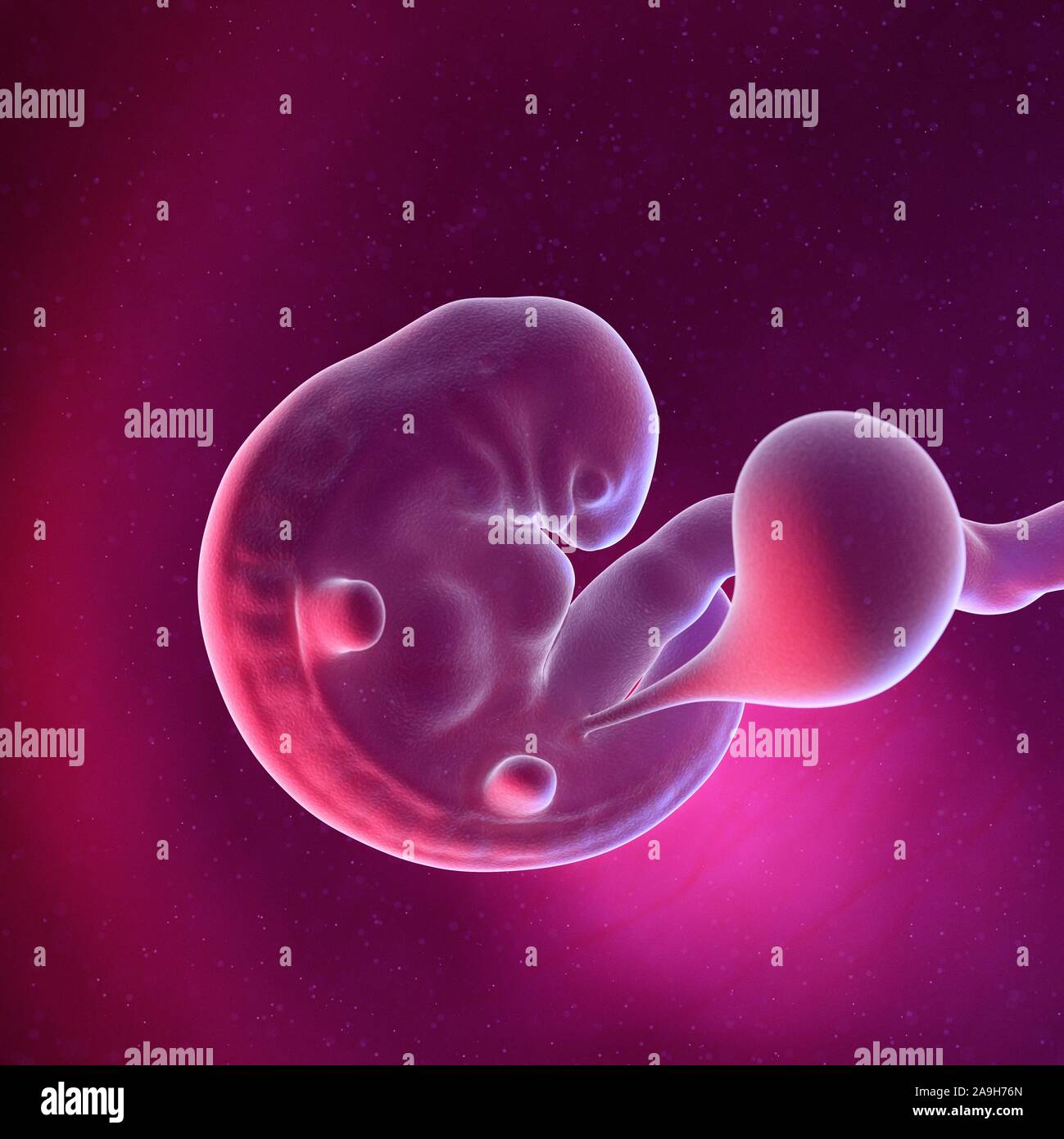 Foetus womb Banque de photographies et d’images à haute résolution - Alamy