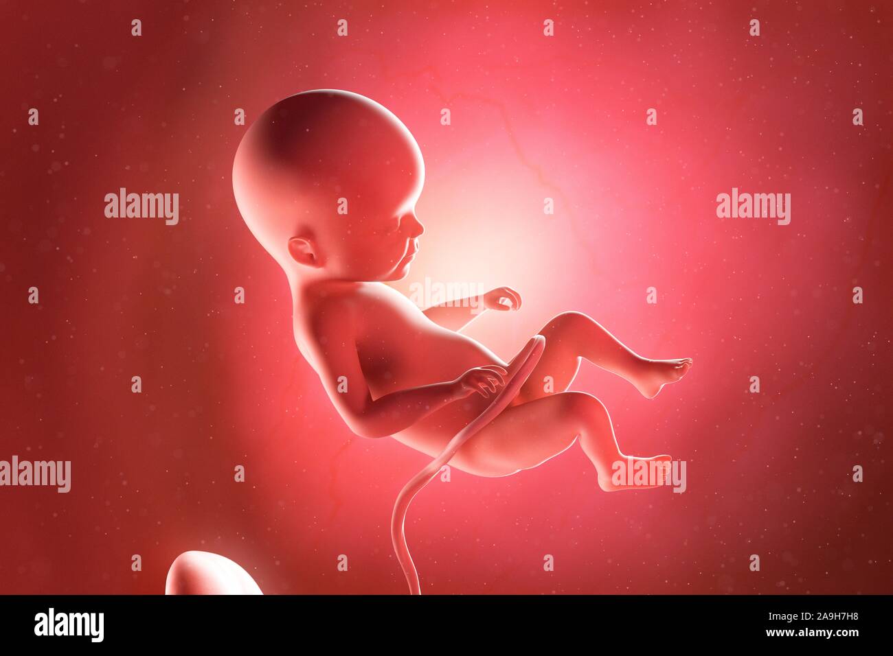 Foetus de 22 semaines Banque de photographies et d’images à haute ...