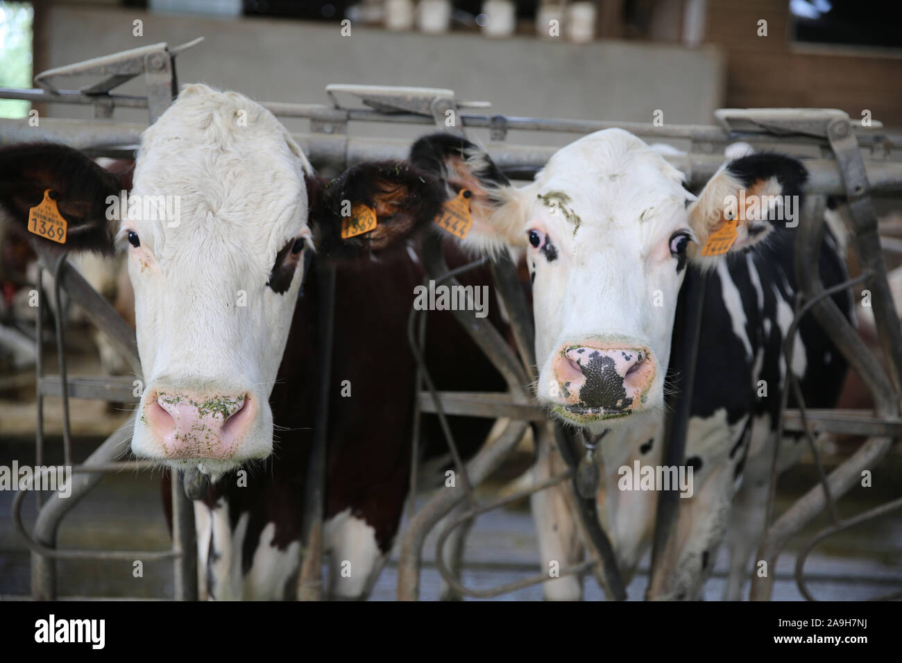 Vaches ferme traite brune Banque de photographies et d’images à haute résolution - Page 2 - Alamy