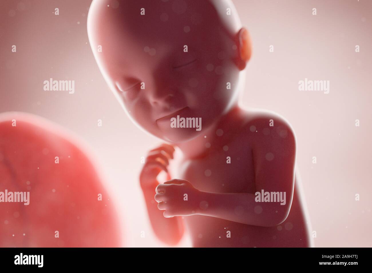 Etapes de grossesse Banque de photographies et d’images à haute ...