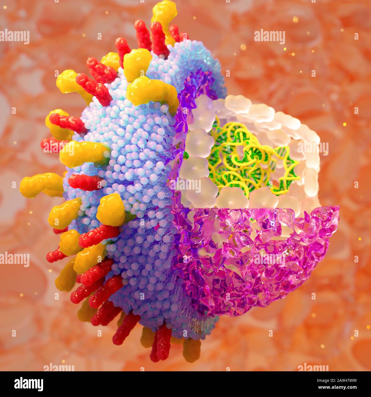 Varicella zoster Banque de photographies et d’images à haute résolution ...