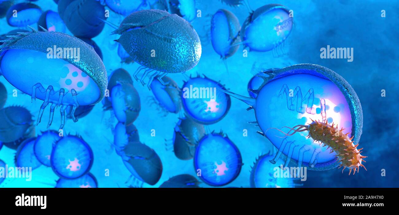 Limule sang Banque de photographies et d’images à haute résolution - Alamy