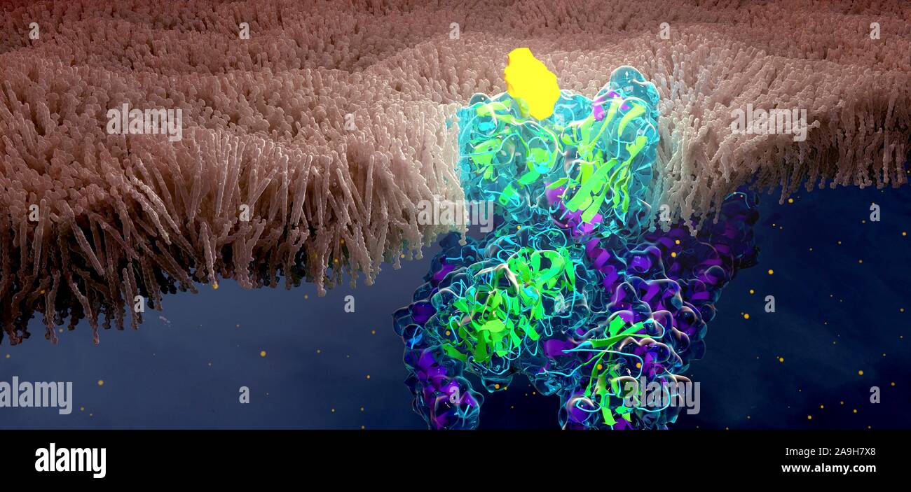 Récepteurs opioïdes mu Banque de photographies et d’images à haute ...