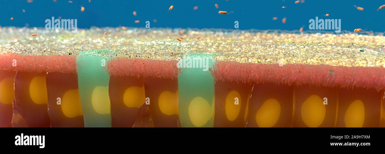 L'épithélium cilié et les cellules caliciformes, illustration Photo ...