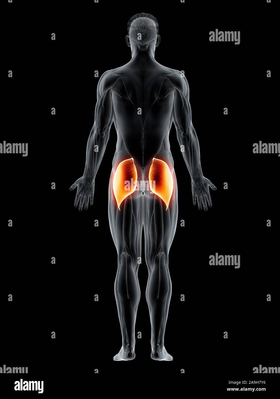 Anatomie des muscles du dos Banque de photographies et d’images à haute ...