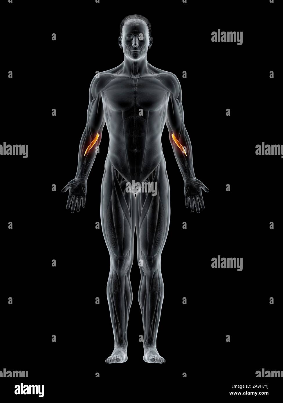 Muscle Pronator teres, illustration Photo Stock - Alamy