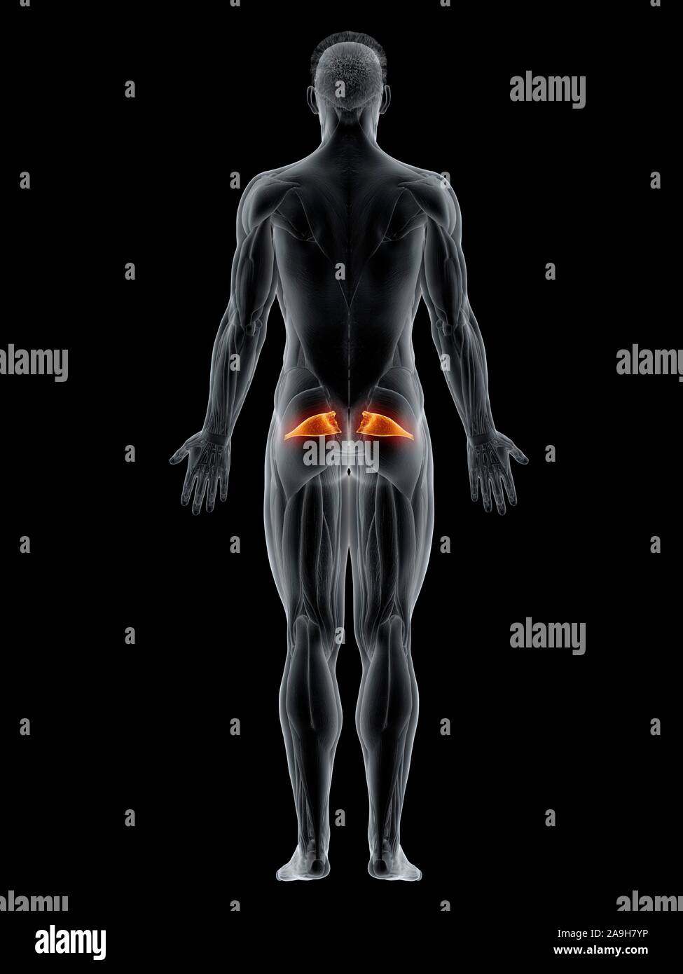 Piriformis muscle Banque de photographies et d’images à haute ...