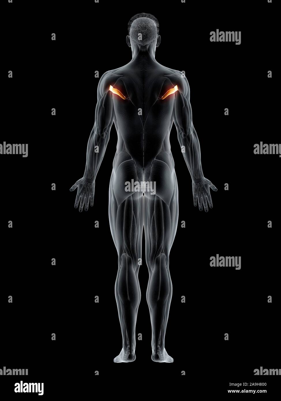 Anatomie des muscles du dos Banque de photographies et d’images à haute ...