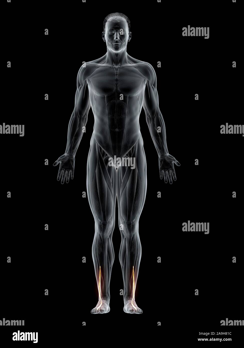 Peroneus brevis Banque de photographies et d’images à haute résolution ...