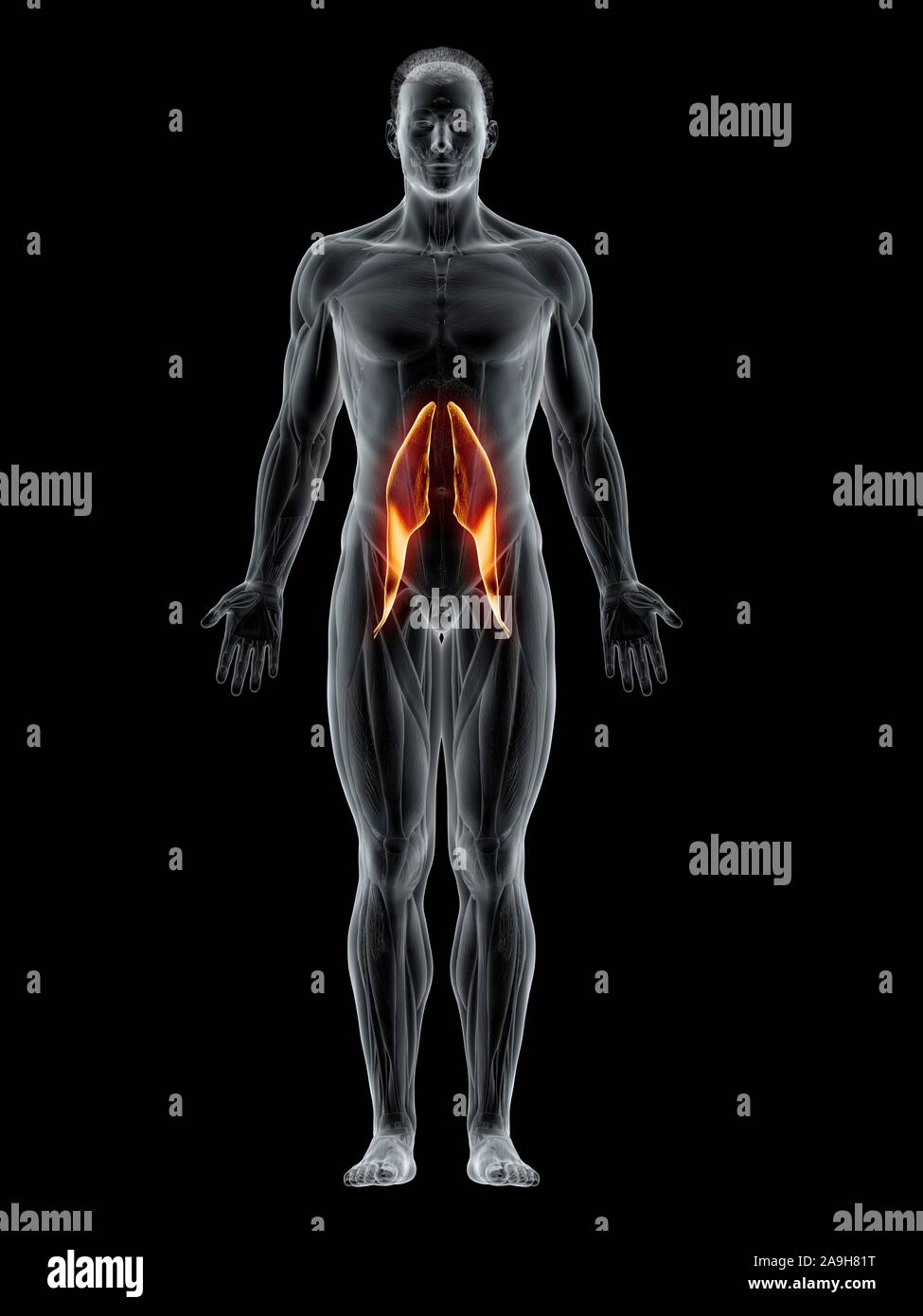 Muscle grand psoas, illustration Photo Stock - Alamy