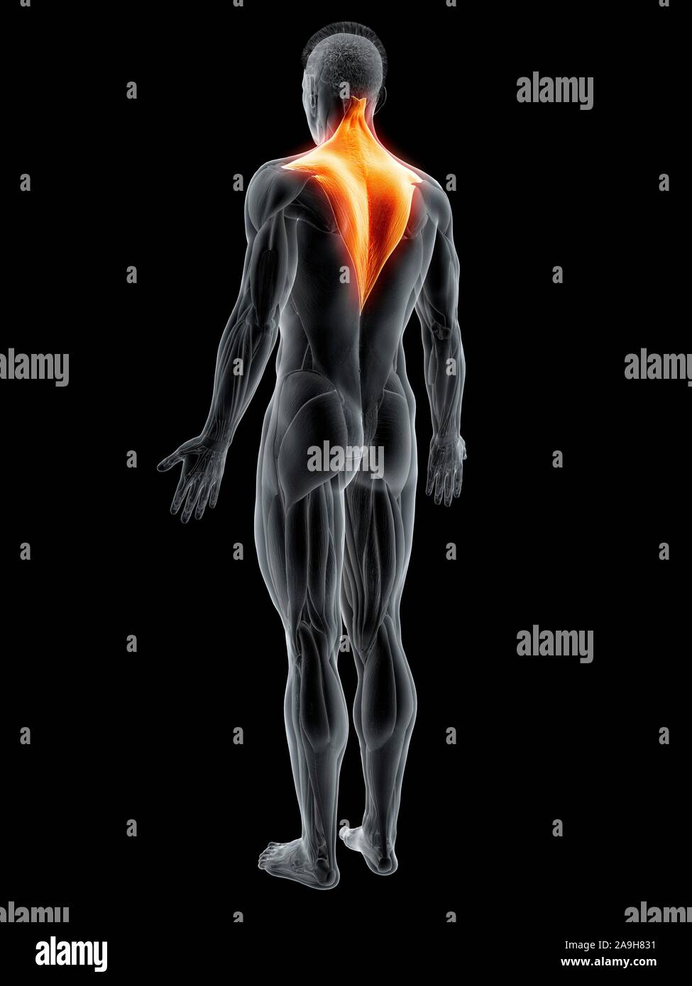 Anatomie des muscles du dos Banque de photographies et d’images à haute ...