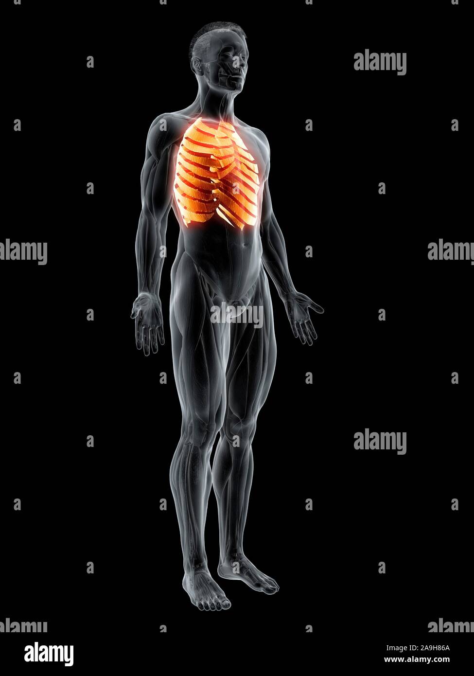 Anatomie du muscle intercostal Banque de photographies et d’images à ...