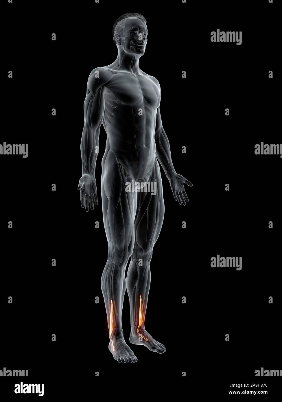 Des muscles péroniers brevis, illustration Photo Stock - Alamy