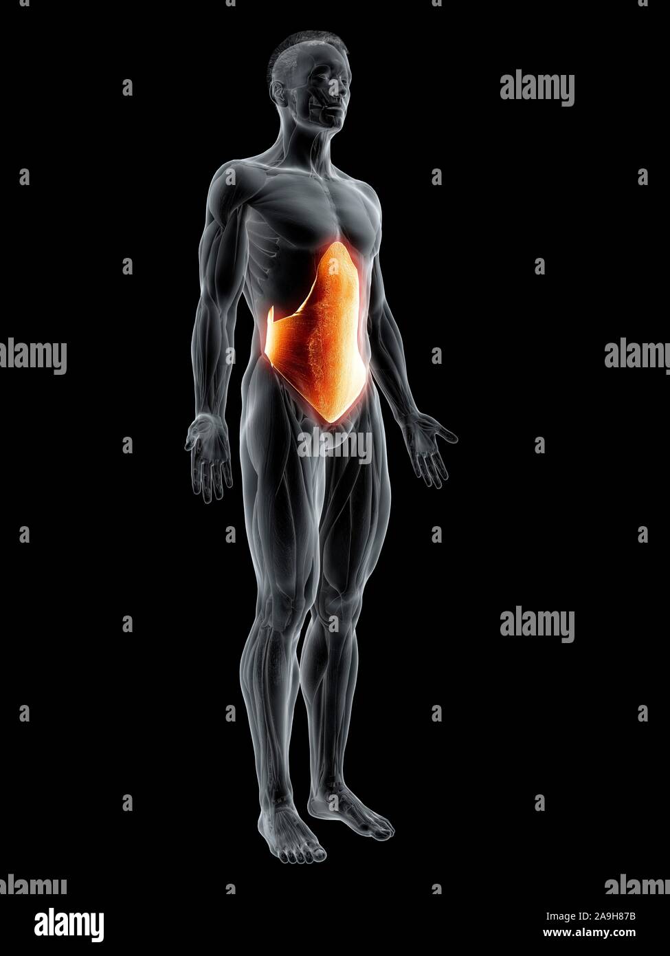 Muscle transverse de l'illustration Photo Stock - Alamy