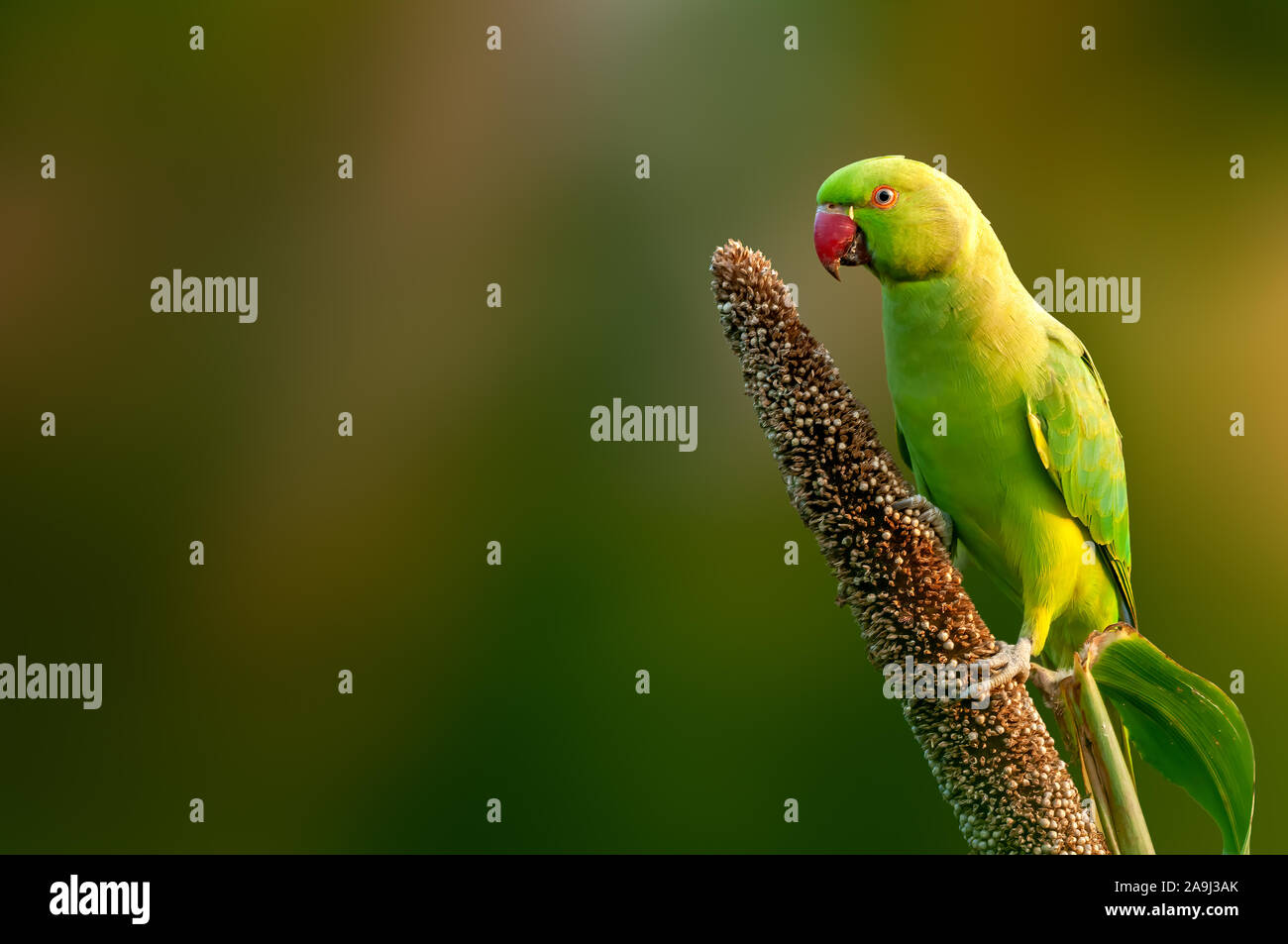 Millet plant Banque de photographies et d’images à haute résolution - Alamy