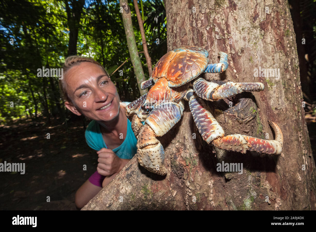Robber crab Banque de photographies et d’images à haute résolution - Alamy