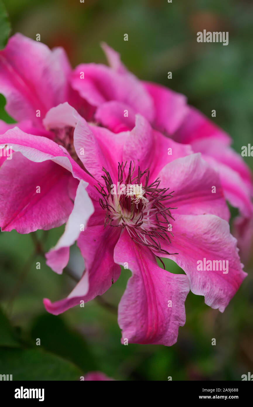 Tige rampante Banque de photographies et d’images à haute résolution ...