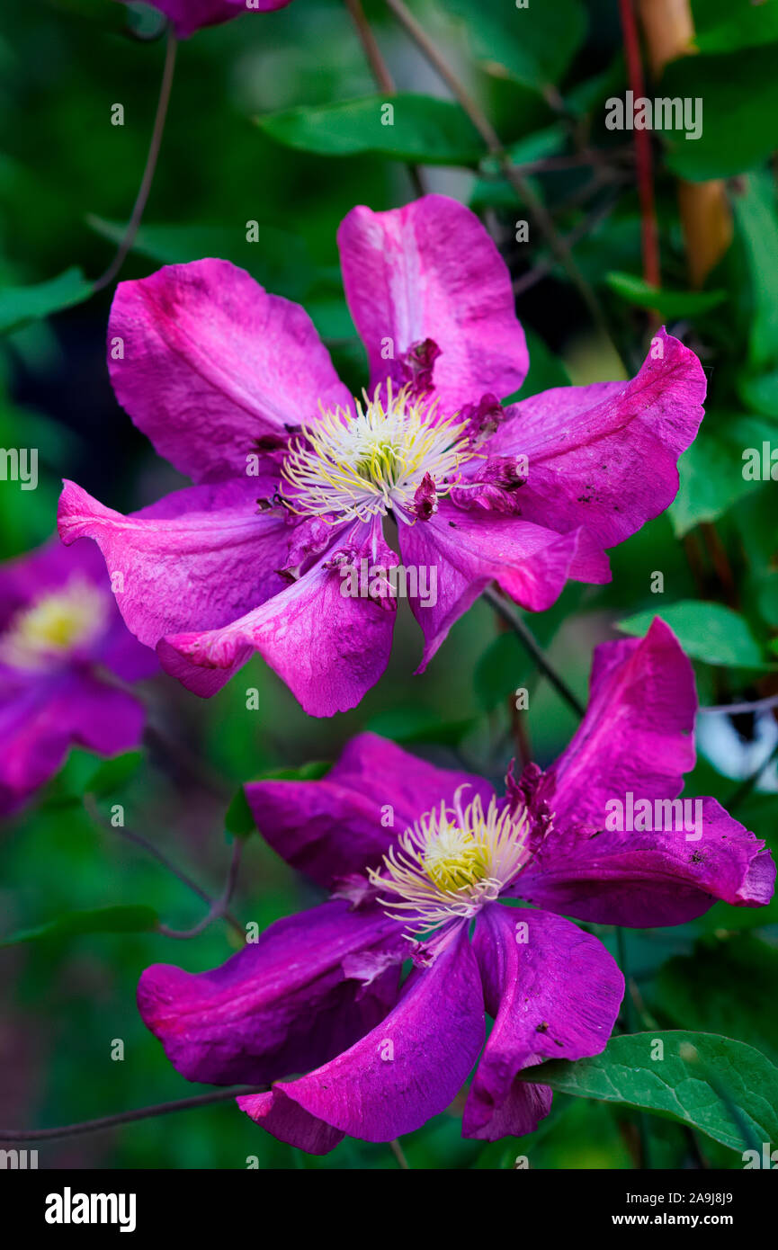 Tige rampante Banque de photographies et d’images à haute résolution ...