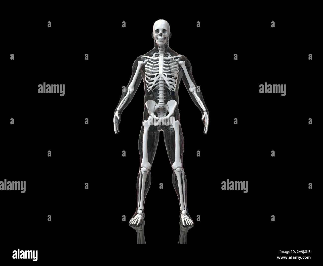 Biologie du squelette humain Banque de photographies et d’images à ...