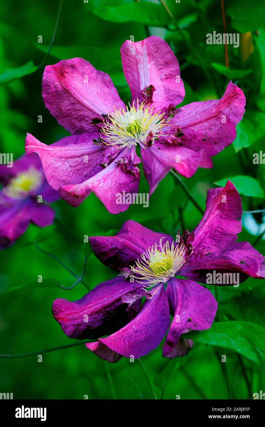 Tige rampante Banque de photographies et d’images à haute résolution ...