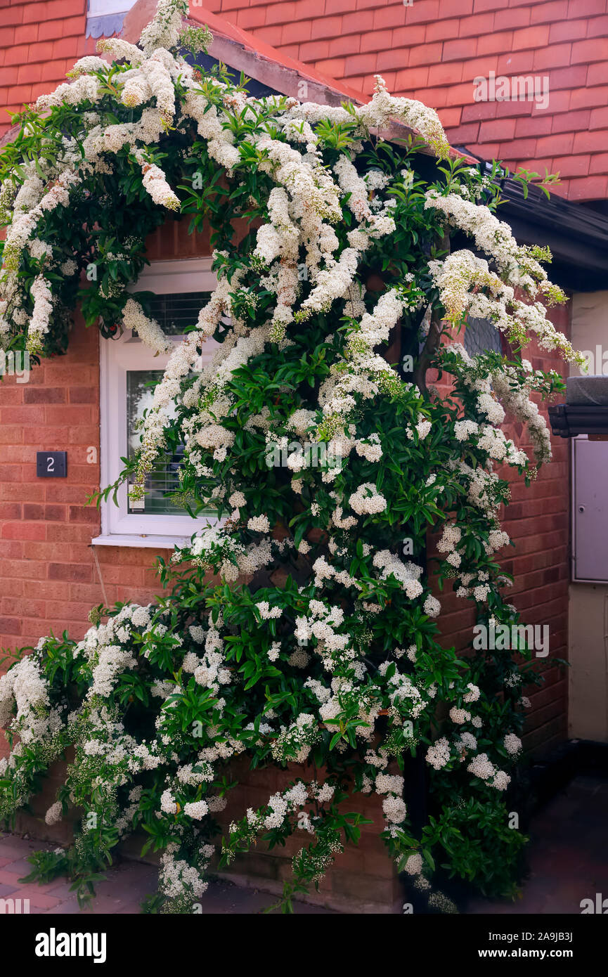 Tige rampante Banque de photographies et d’images à haute résolution ...