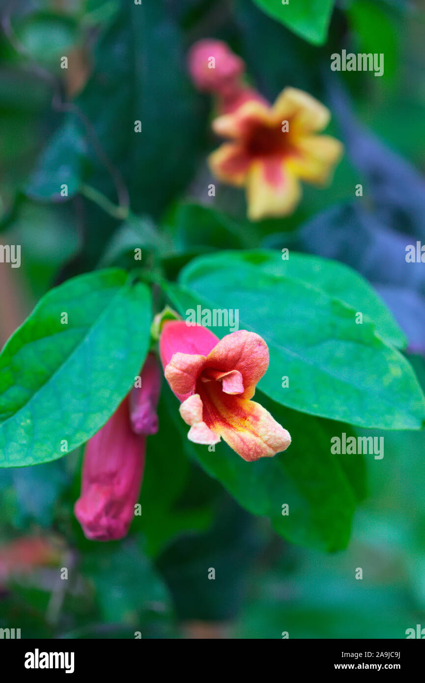 Tige rampante Banque de photographies et d’images à haute résolution ...