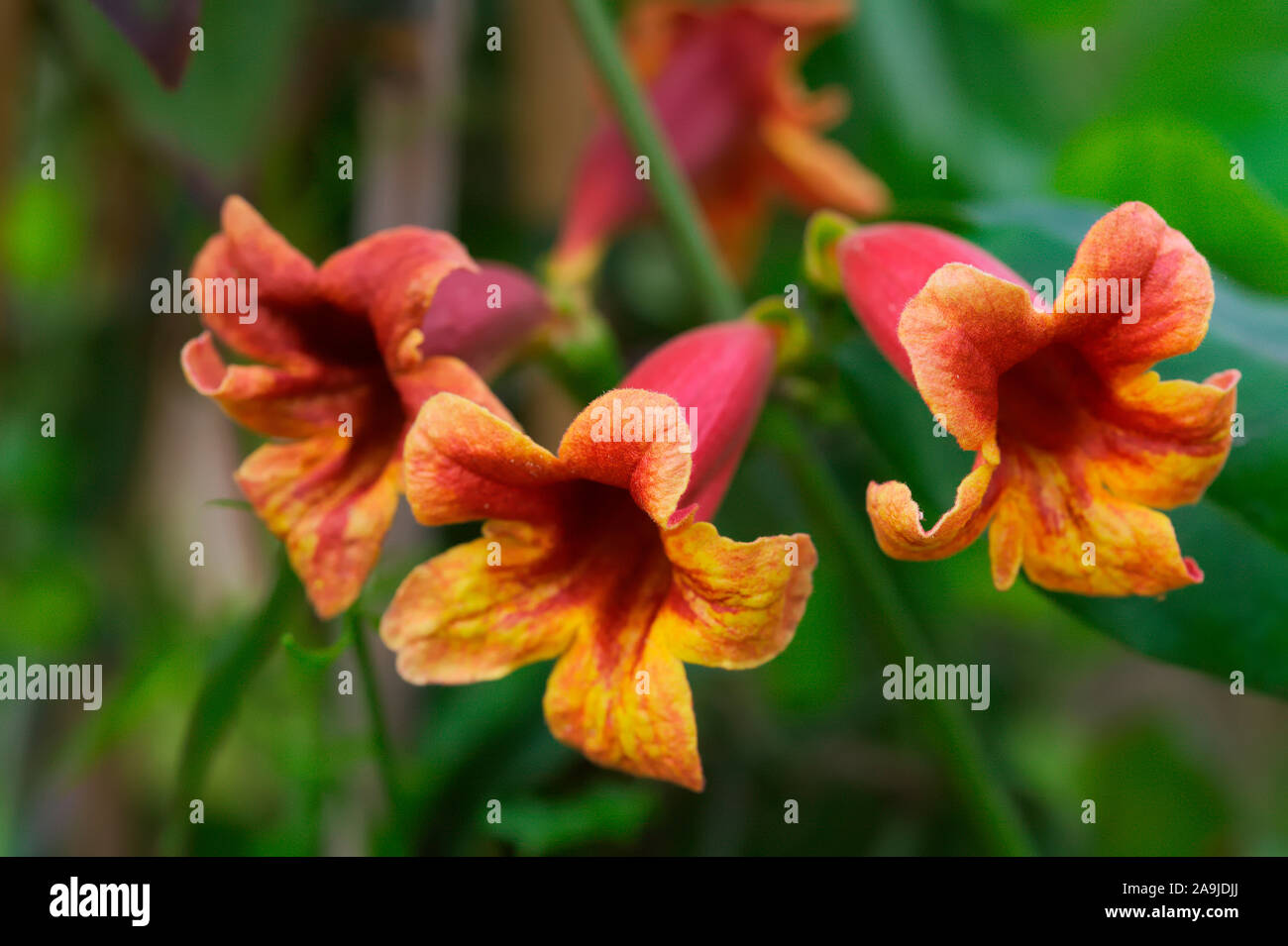 Tige rampante Banque de photographies et d’images à haute résolution ...