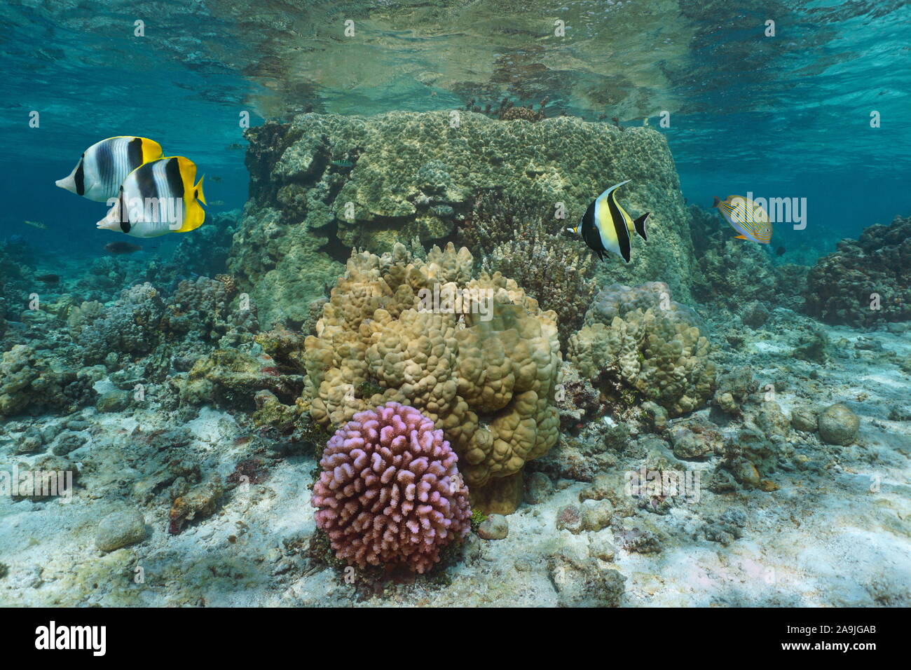 Coraux Dans Le Lagon Banque d'image et photos - Alamy