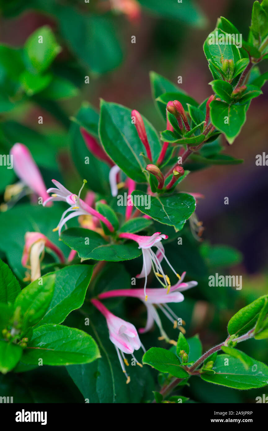 Tige rampante Banque de photographies et d’images à haute résolution ...