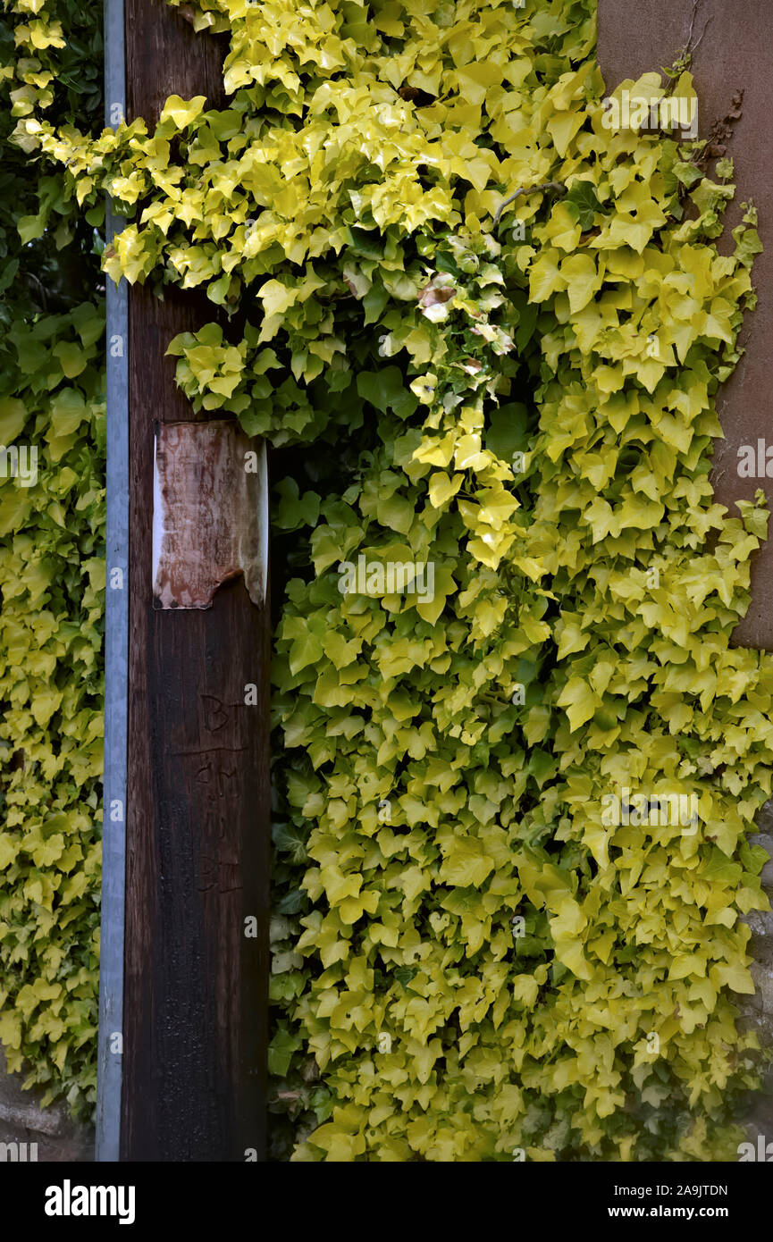 Tige rampante Banque de photographies et d’images à haute résolution ...