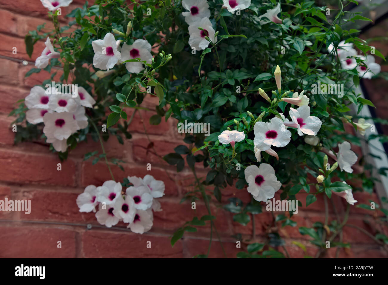 Tige rampante Banque de photographies et d’images à haute résolution ...